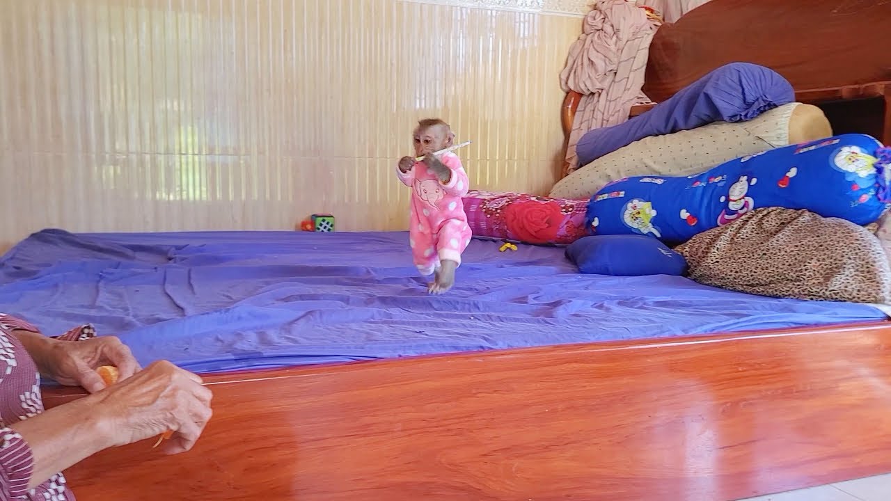 Monkey BiBi rushes to her mother - So Adorable Monkey BiBi - YouTube