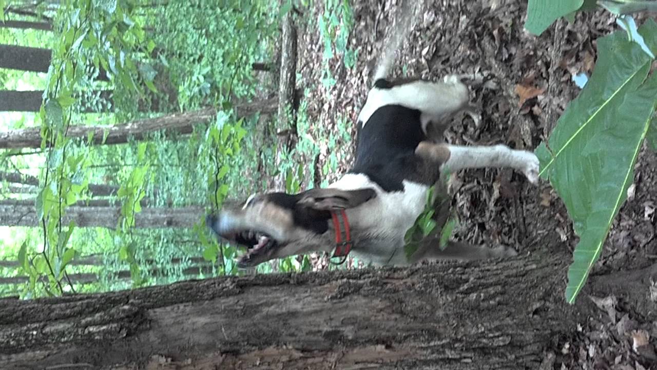 Mutt treeing a coon - YouTube