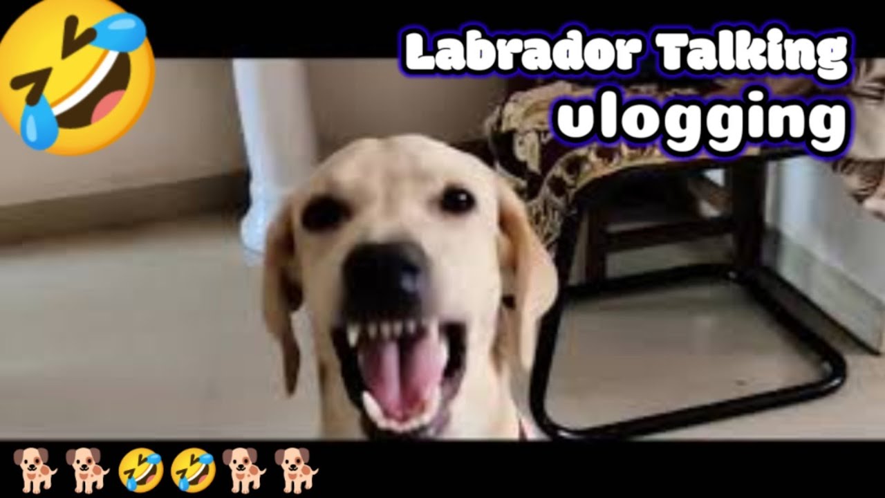 Labrador Funny Talking Vlogging | DOG Can Talk Comedy Video - YouTube