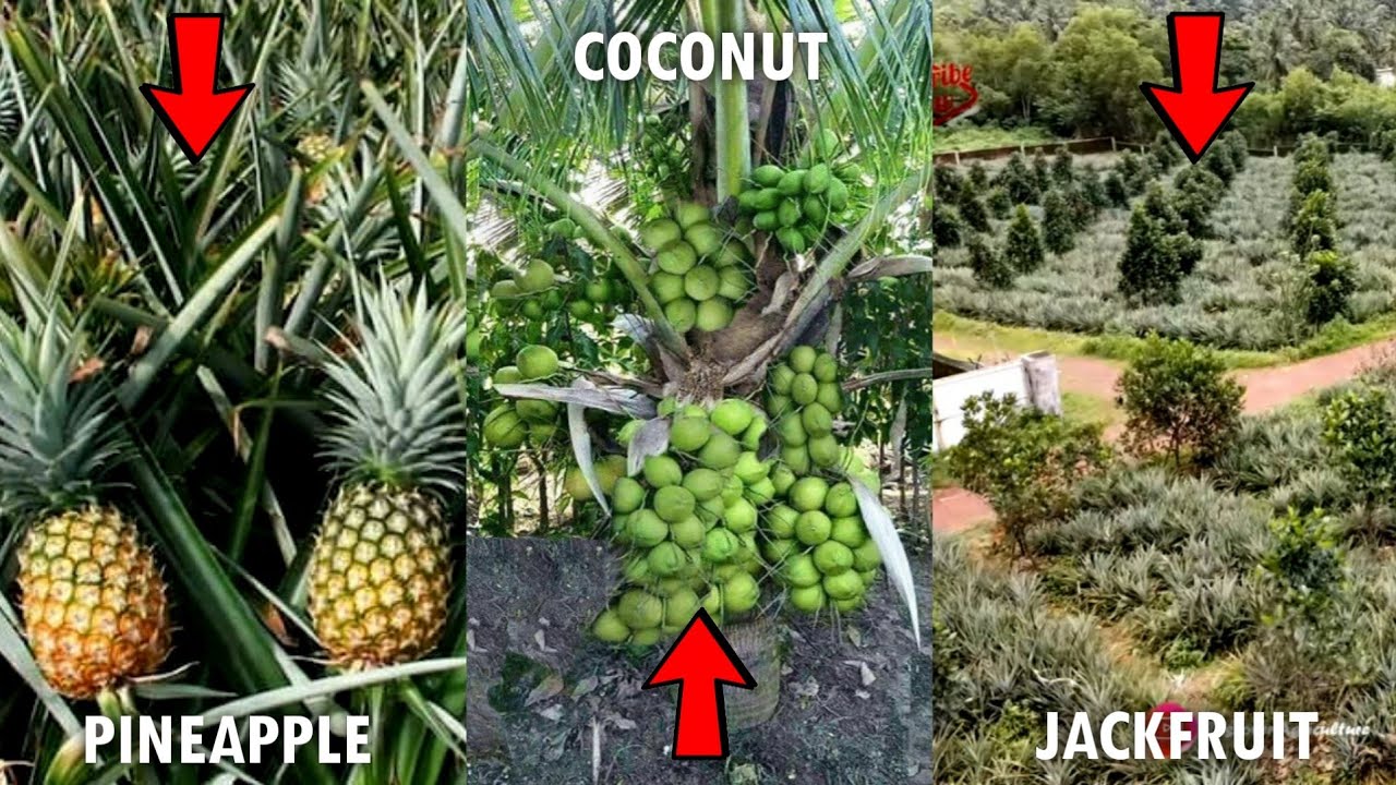Integrated Pineapple Farming | Integrated Coconut Farming | Integrated ...