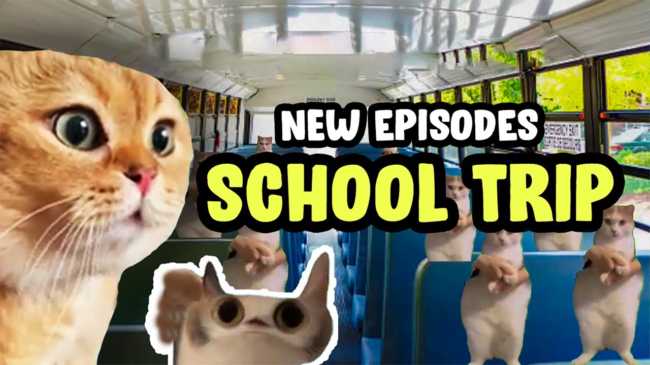 CAT MEMES SCHOOL TRIP COMPILATION... - YouTube
