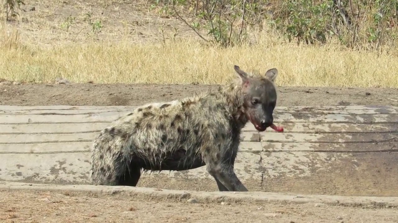 The Hyena Kill - YouTube