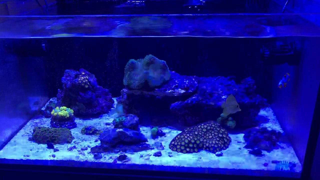 Innovative Marine Lagoon 25 Reef Tank - YouTube