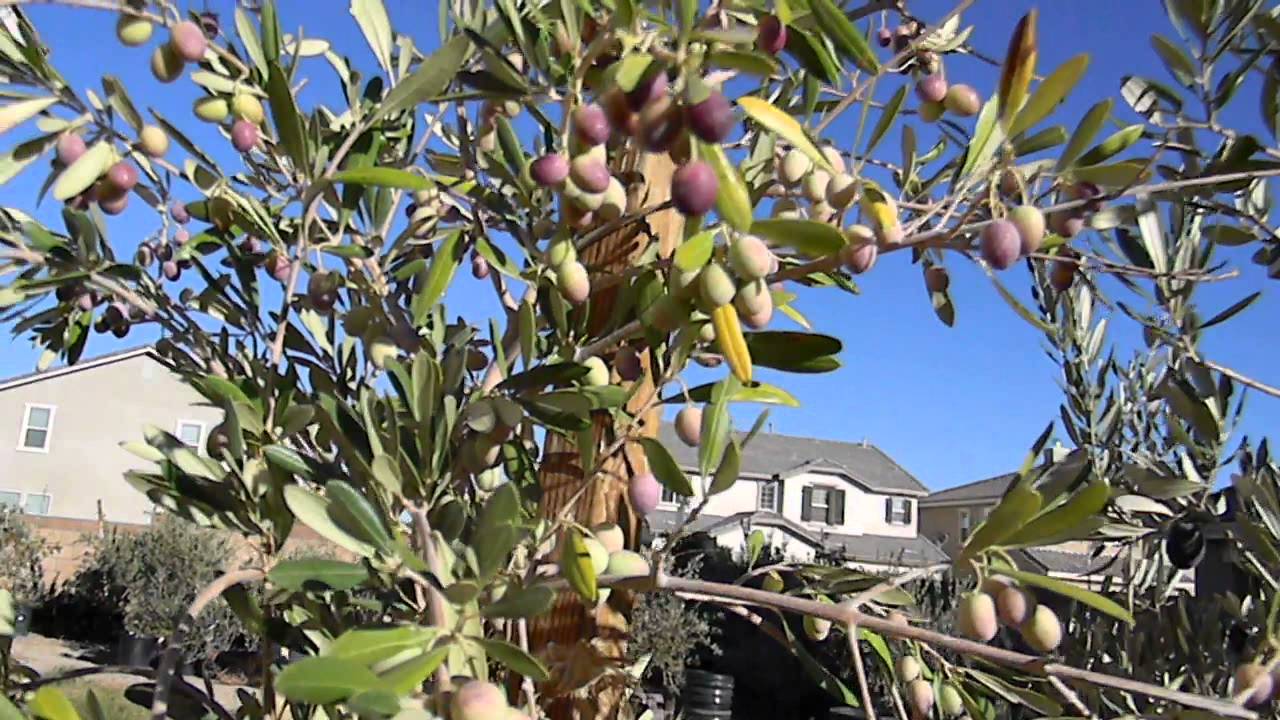 Arbosana I 43 Spanish Olive Tree - YouTube