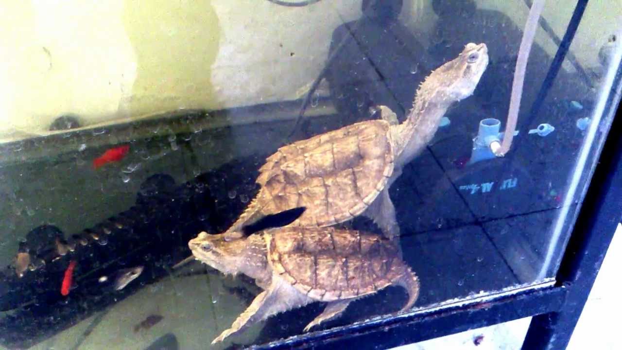Golden mexican snapping turtles - YouTube