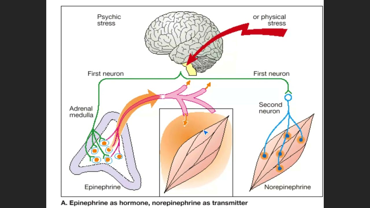 Farmacología - Sistema Nervioso Autónomo - Sistema Adrenérgico 1/1 ...