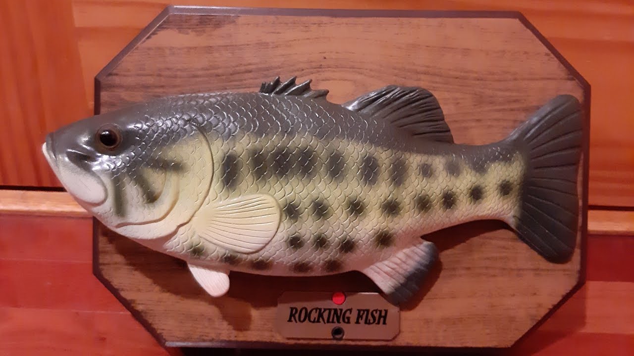 Singing Rocking Fish (Rainbow Trout) - YouTube