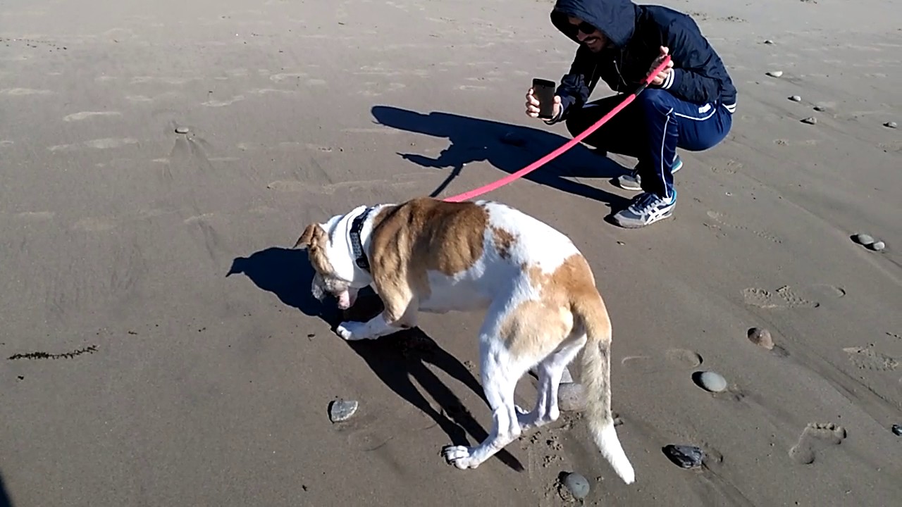 Elache at the Beach 2 - YouTube