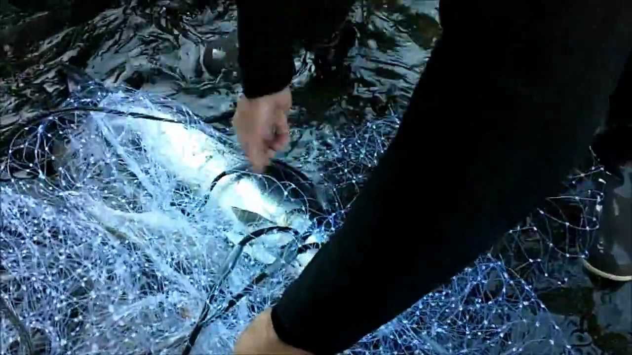 Cast Netting Sockeye Salmon in Alaska - YouTube