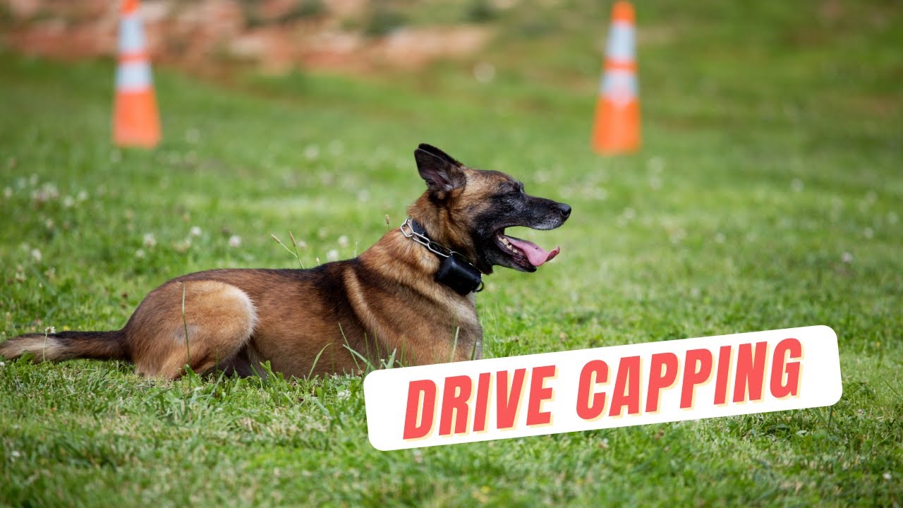 Drive Capping With a German Shepherd | Grassroots K9 - YouTube