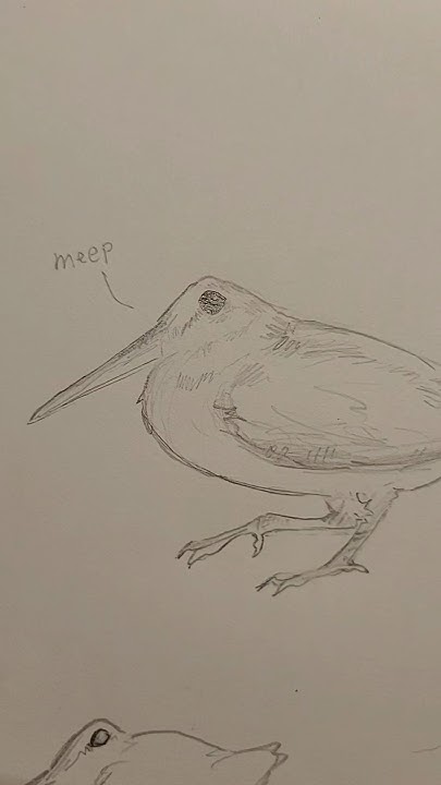 meep tutorial #americanwoodcock #meep #tutorial - YouTube