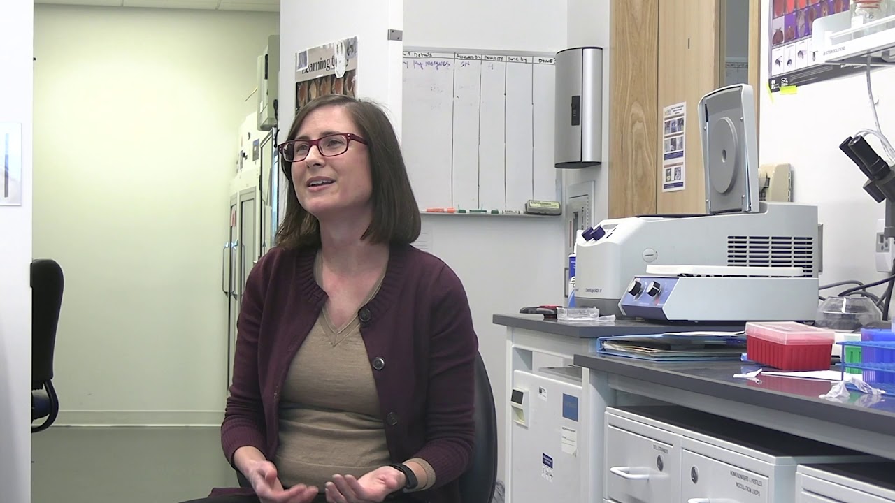 Expert Expo - The Secrets of Cell Division | Laura Buttitta - YouTube