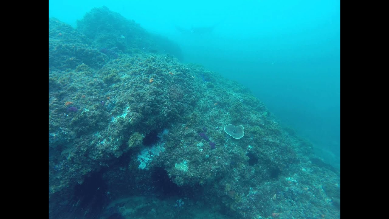 Julian Rocks dive Byron Bay 22nd March 2015 - YouTube