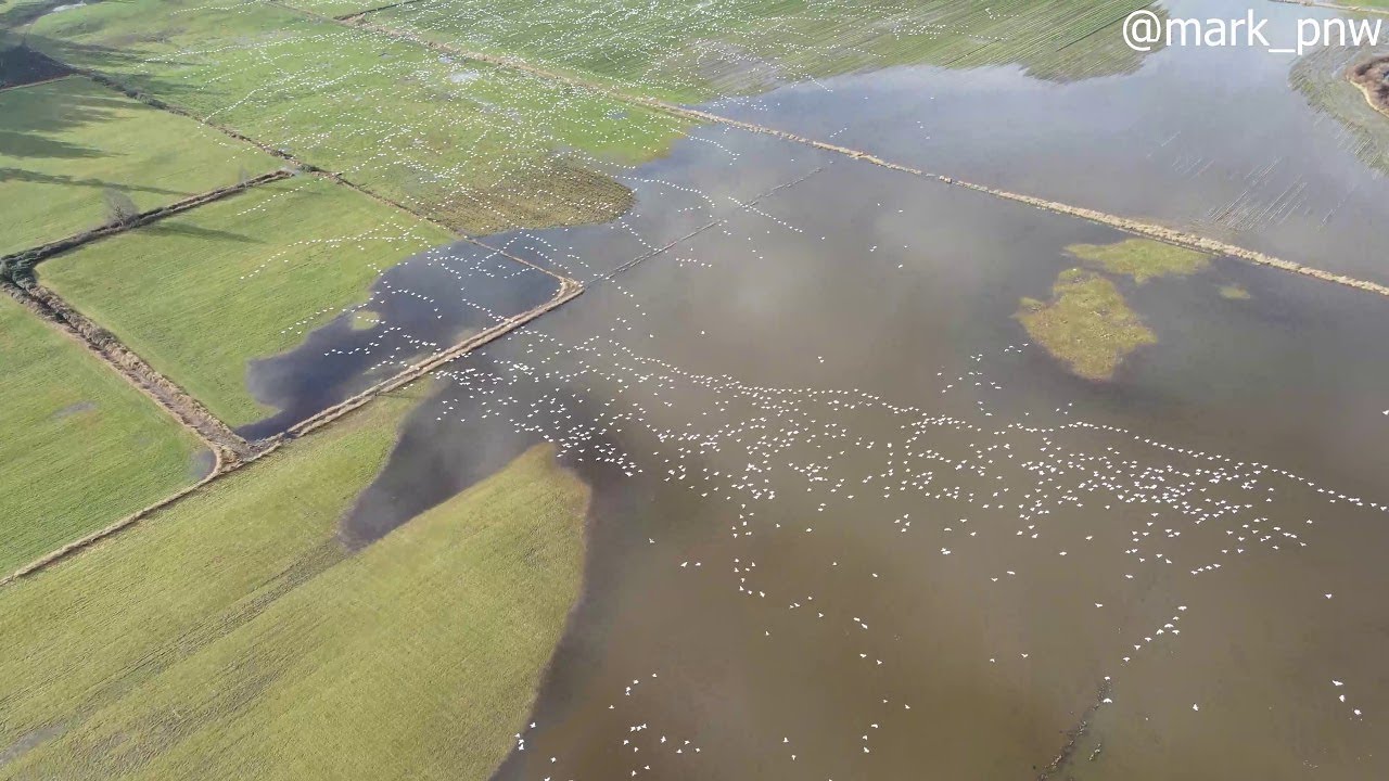 Drone Captures Beautiful Flock Patterns of Flying Birds || ViralHog ...