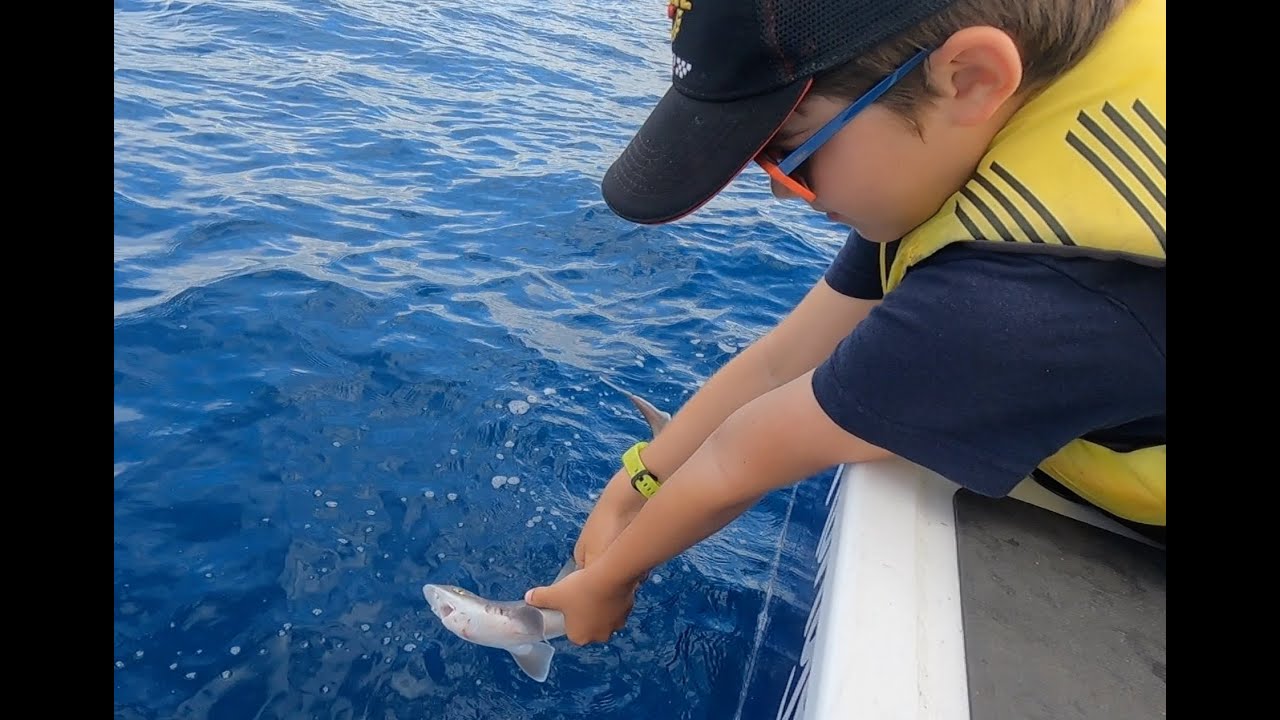 SHARK We caught one Deep sea fishing 9 Flathead in 40 minutes Day trip ...