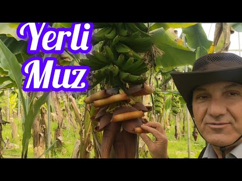 YERLİ MUZ BÖYLE YETİŞİYOR-DOĞAL VİTAMİN