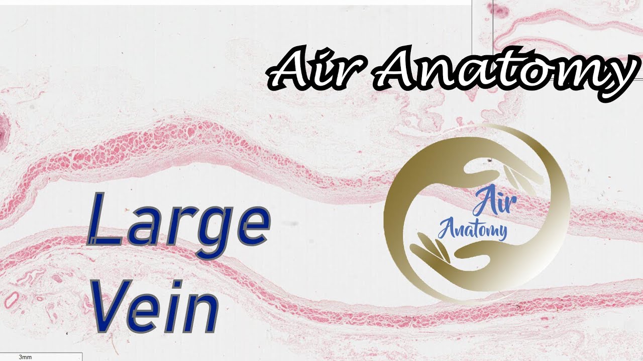 Large Vein Histology | Air Anatomy - YouTube