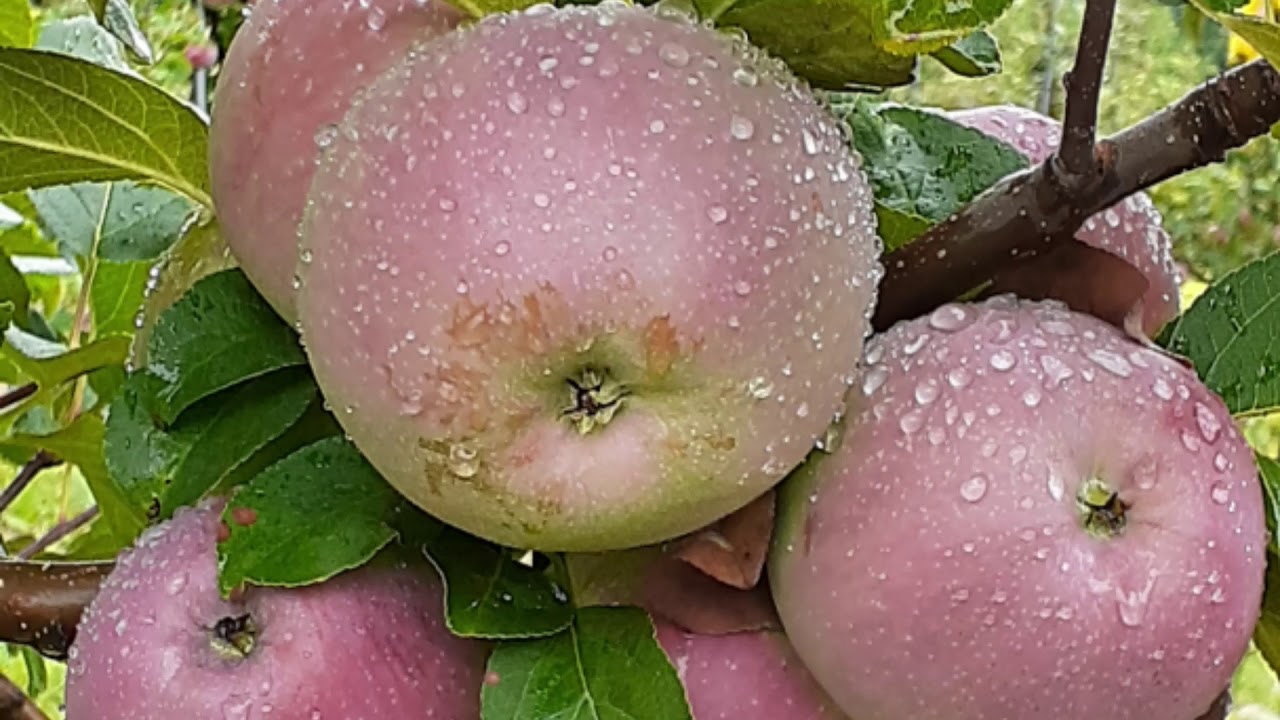 Apple Picking, fresh from the farm - YouTube