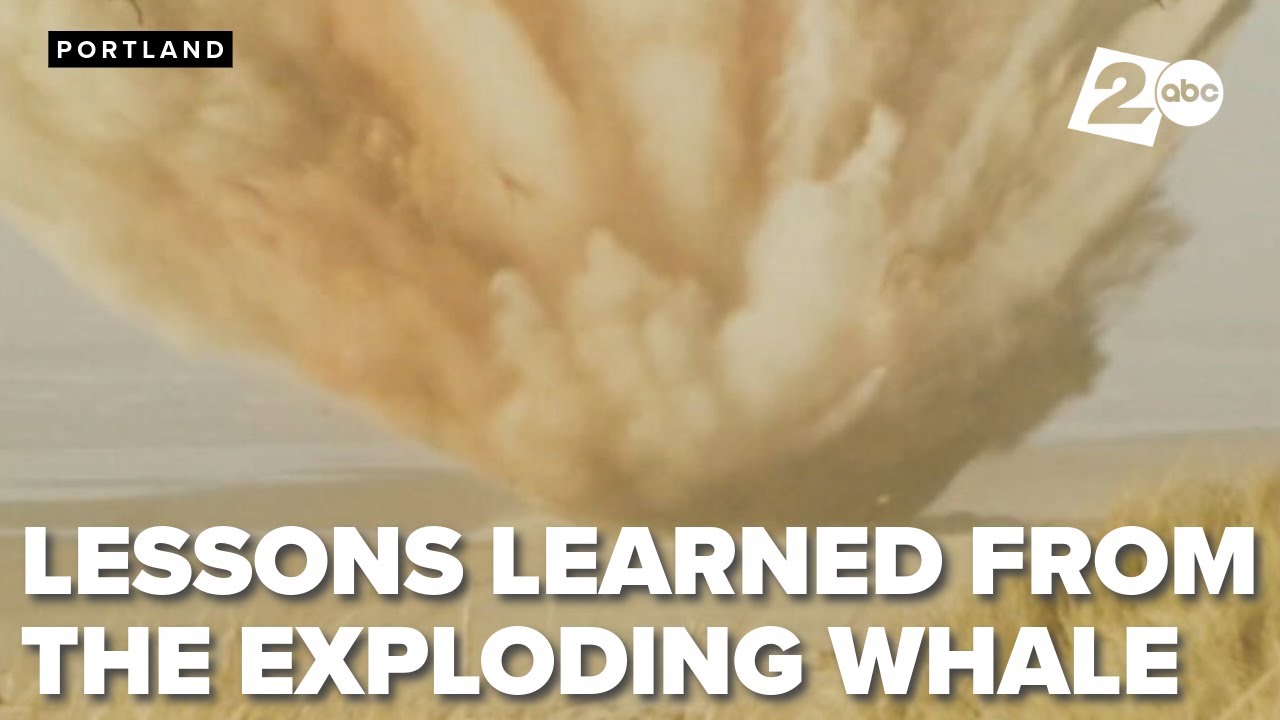54 years later, Florence's exploding whale still a lesson on what not ...