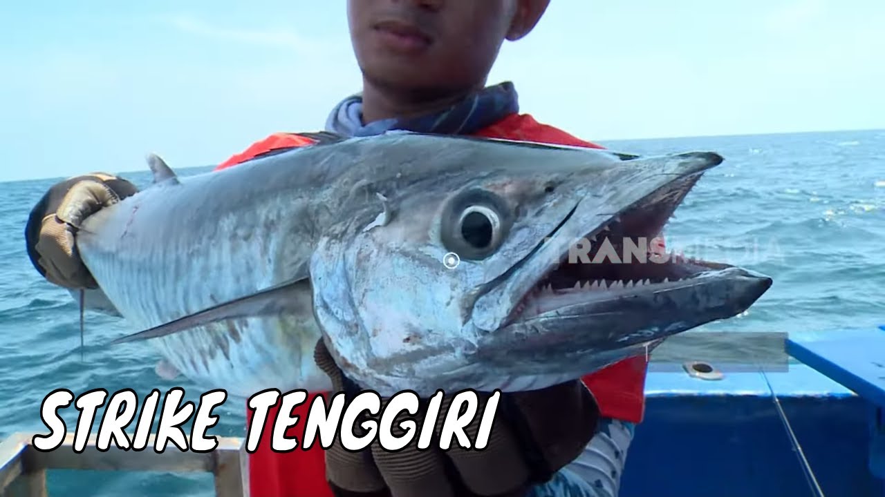 Battle Fishing Tenggiri di Perairan Indramayu | MANCING MANIA STRIKE ...