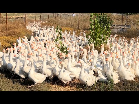 HOBİ OLARAK BAŞLADI ÖĞRETMENLİĞİ BIRAKTI