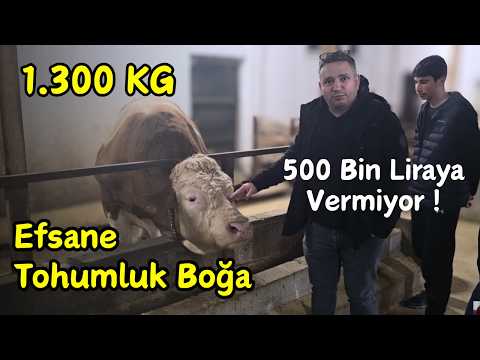Oltu'daki 1.300 KG dev danamız