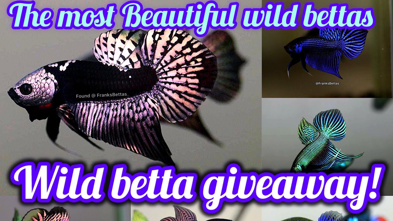 Most beautiful bettas compilation Wild bettas edition - FranksBettas - Win a wild betta! - YouTube