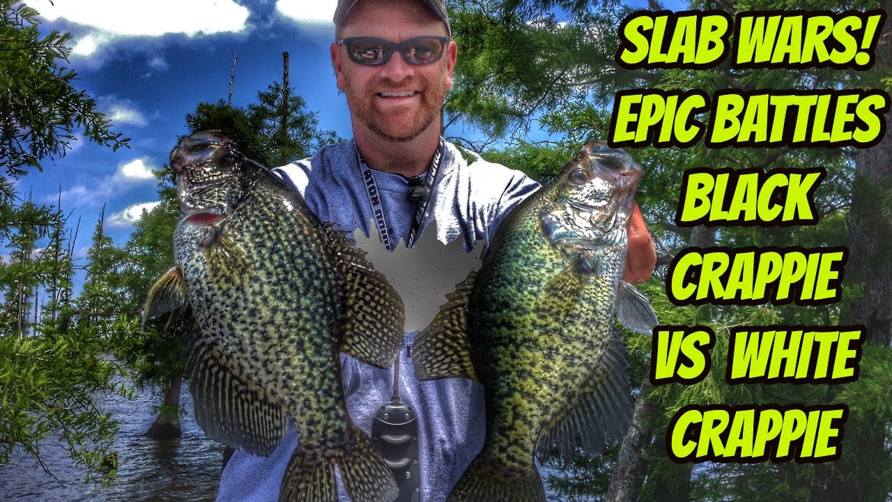 White Crappie Vs Black Crappie