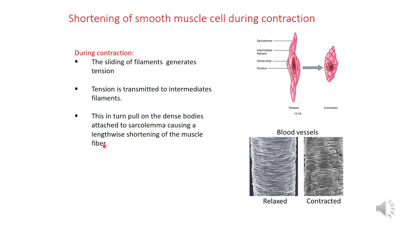 Physiology of Smooth muscles - YouTube