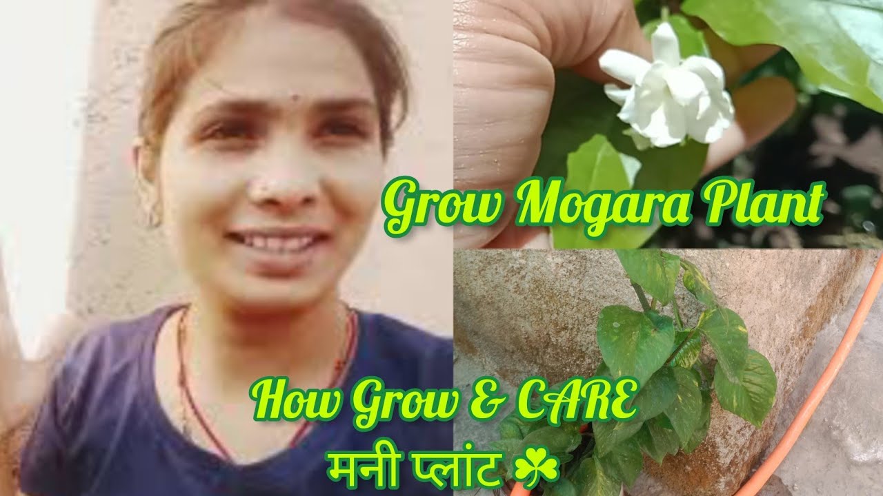 मनी प्लांट बद्दल संपूर्ण माहिती l How To Grow &CARE मनी प्लांट l grow ...