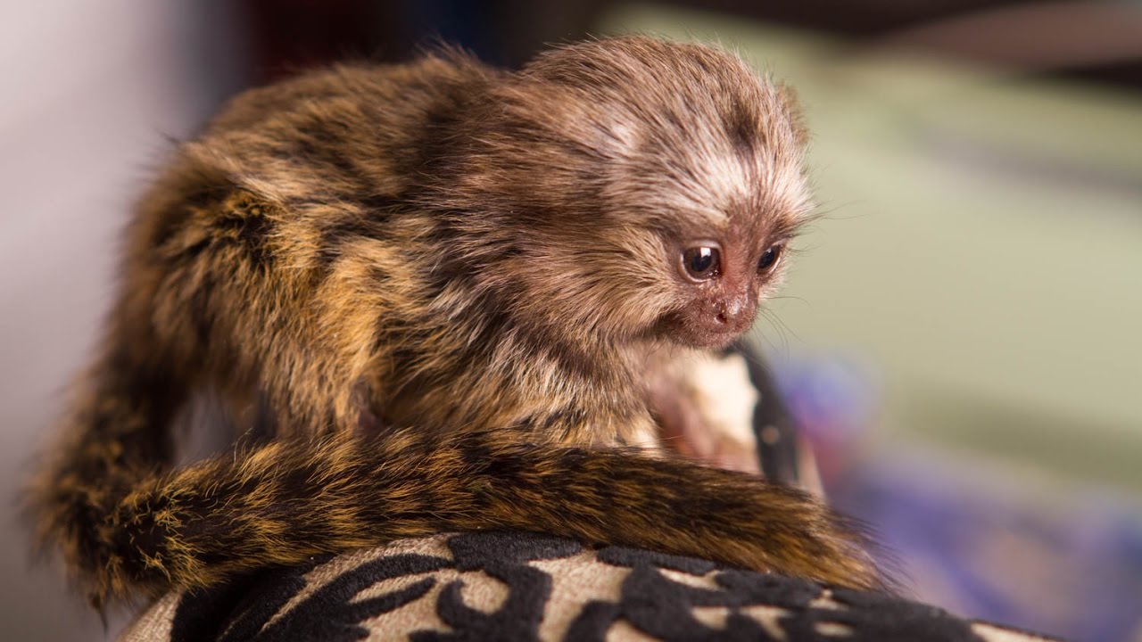 Day 2 with our Marm Monkey - YouTube