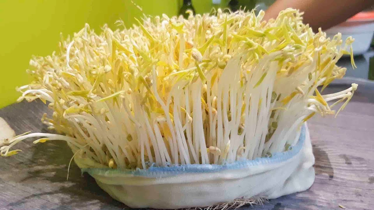Make your own bean sprouts at home using a soup bowl - YouTube