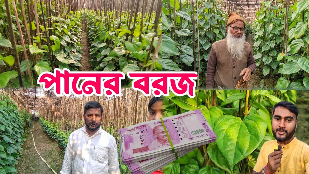Betel Leaves benefits | পানের বরজ | Betel Leaf Farming | Betel Leaf ...