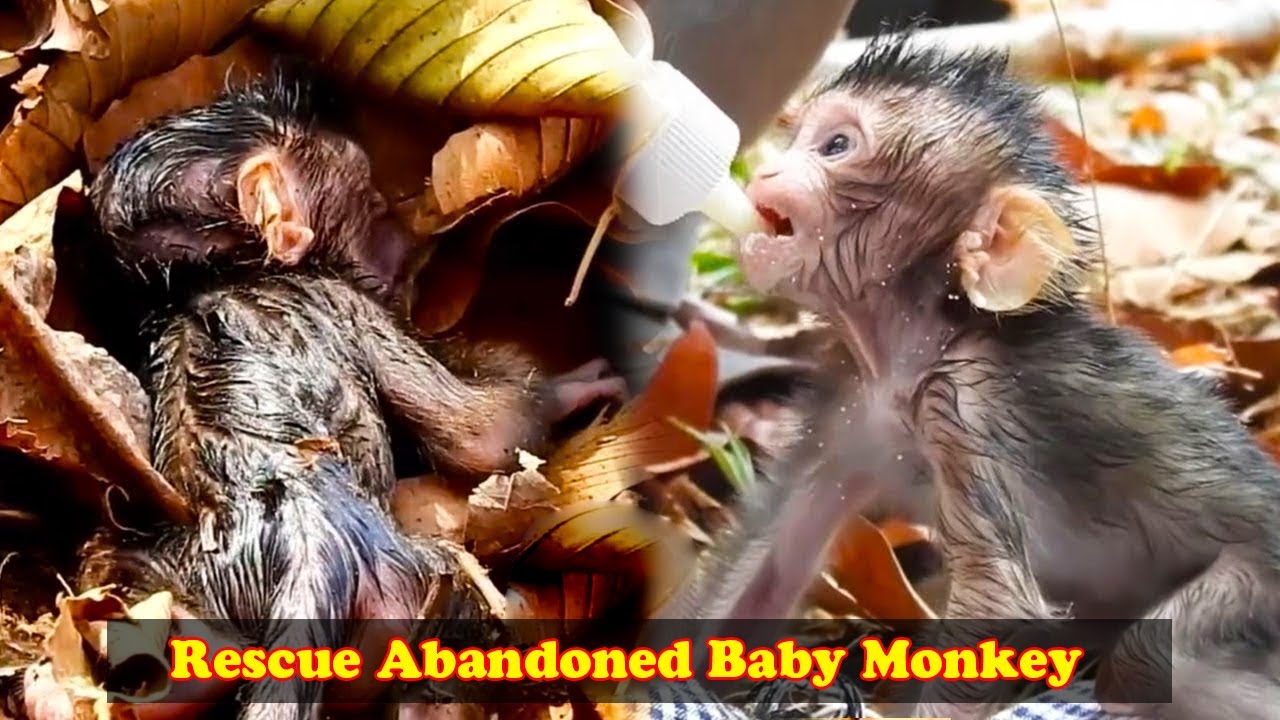 The life of wild animals in the forest. Abandoned baby monkey luckily ...