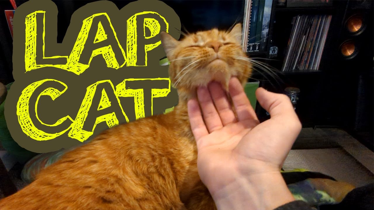 cat joins his human for a nap, epic chin scratches follow - YouTube