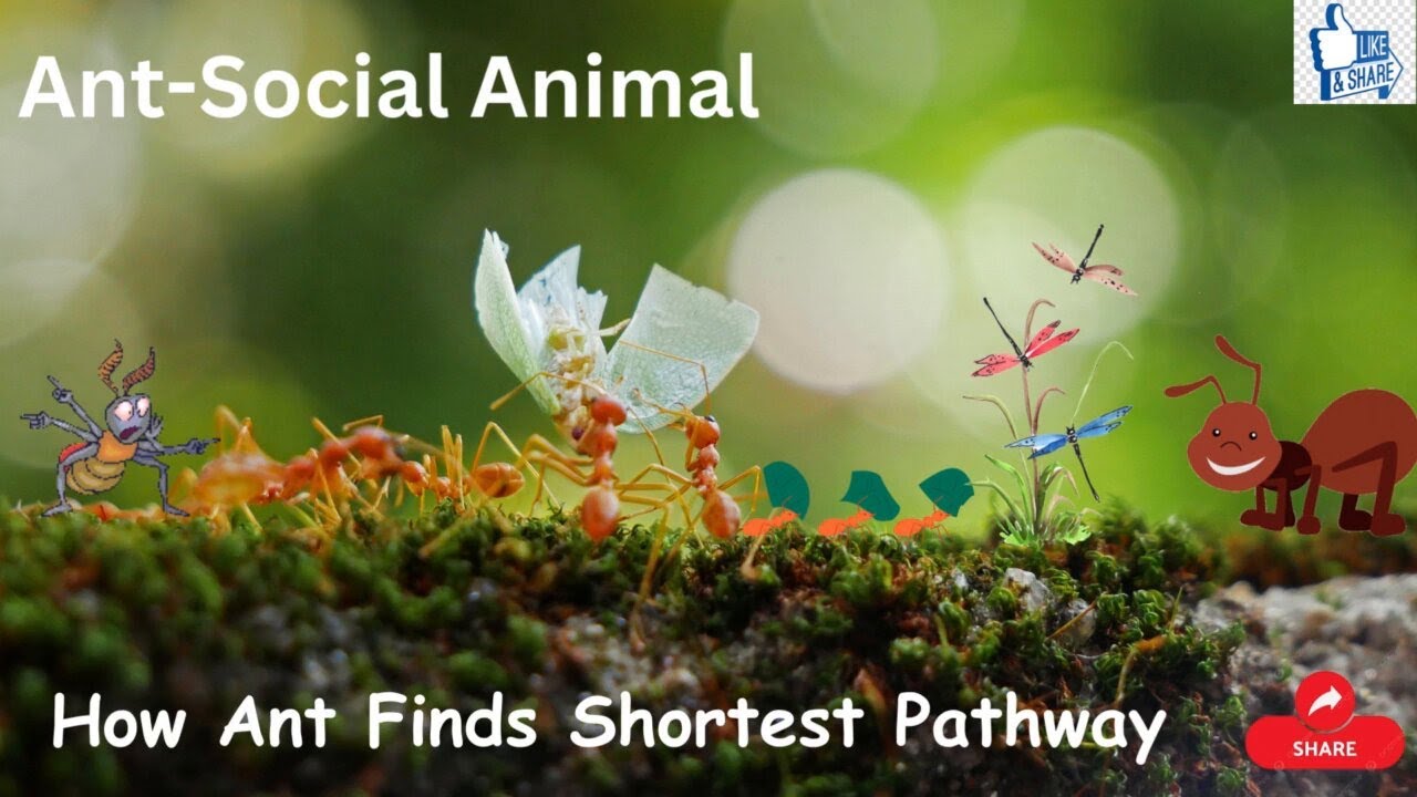 Ant – Social animal - YouTube
