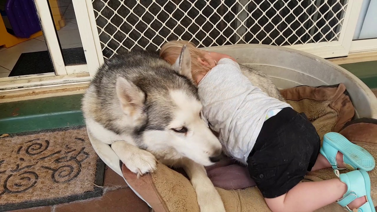 Toddler cuddling husky - YouTube