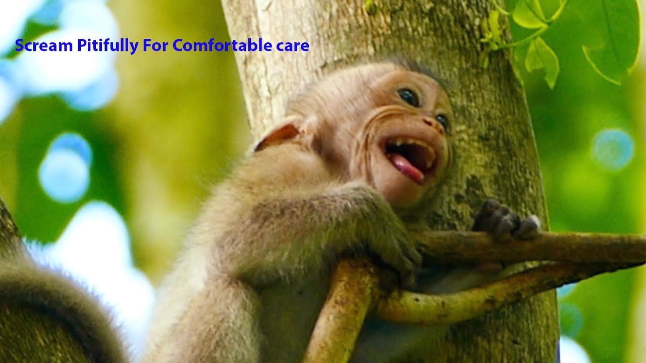 Incredible Crying.! Little Cutie Emily Crying Pitifully Cos Being ...