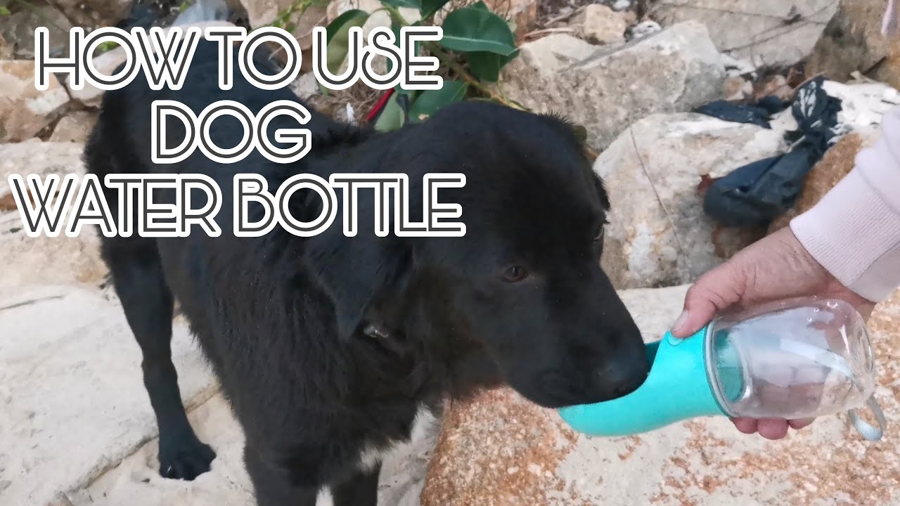 HOW TO USE DOG WATER BOTTLE | DRINKING DOG USING WATER BOTTLE | DOG ...