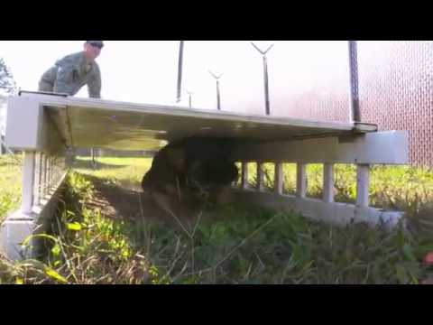 31K Military Working Dog Handler - YouTube