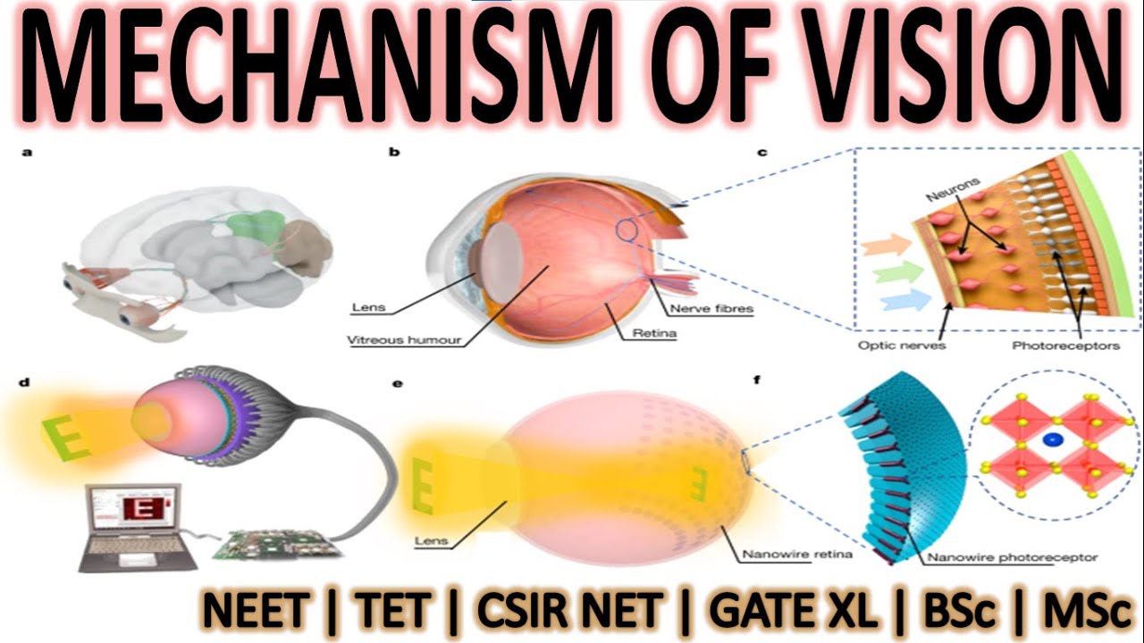 MECHANISM OF VISION - YouTube