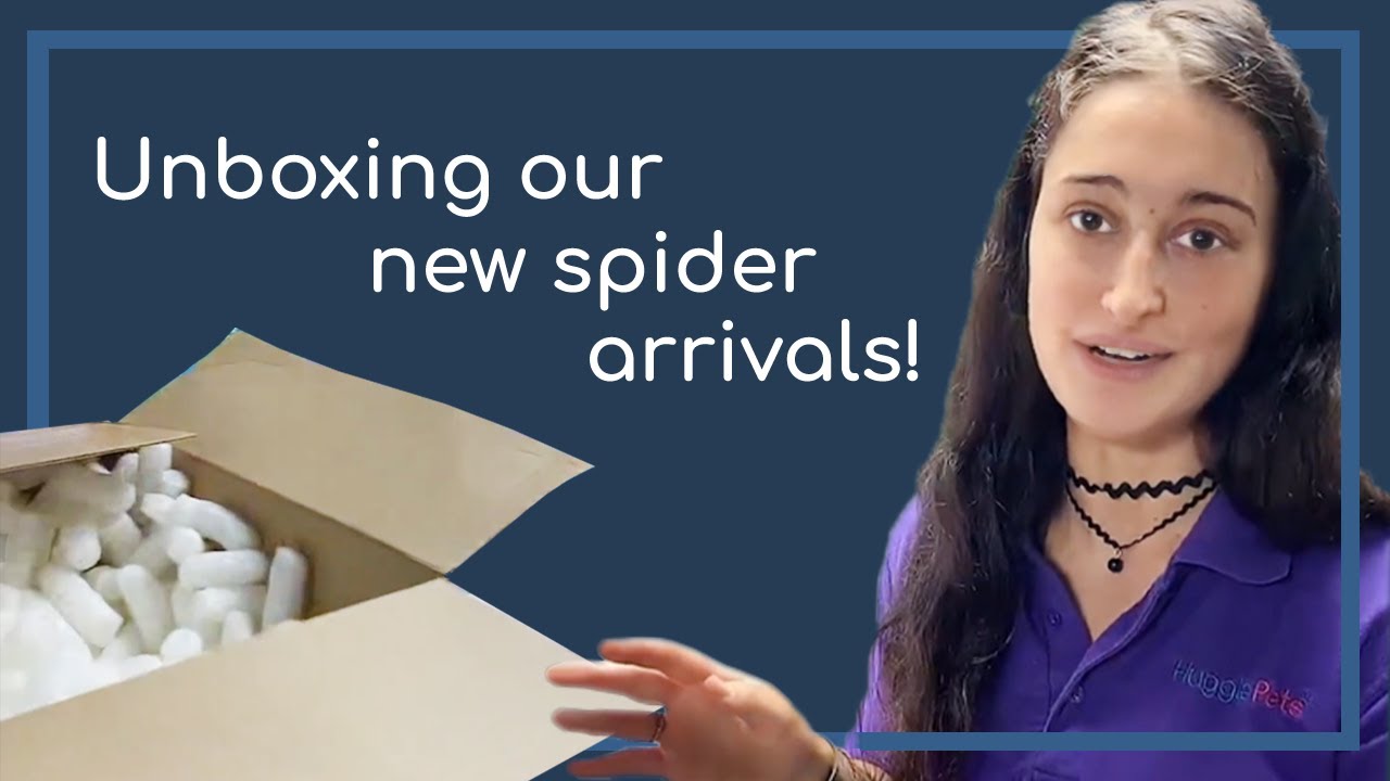 Unboxing our new spider arrivals! - YouTube