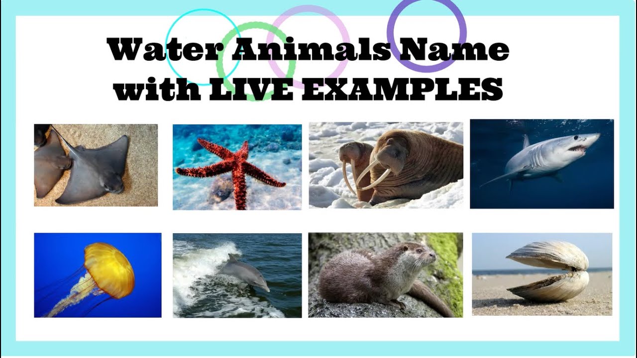 20 Water Animals Name in English | water Animals Name with LIVE ...