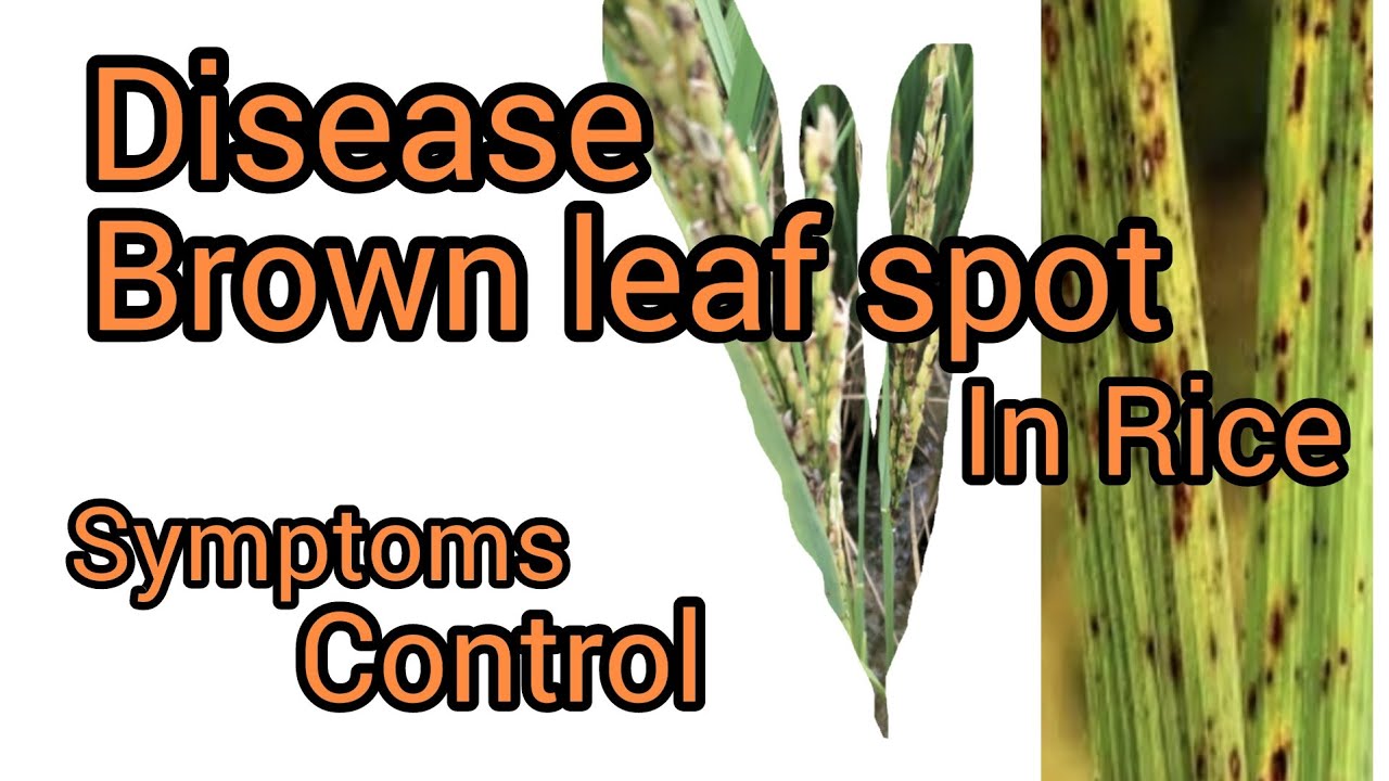 Brown Leaf spot in Rice Crop/How to Control Brown Leaf spot in Rice ...