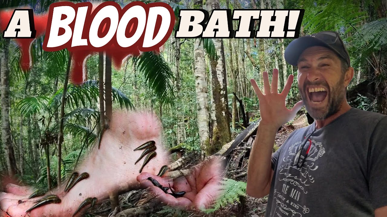 Rain, Rainforests, Waterfalls, and Leeches. Visiting NSWs Lesser-Known ...
