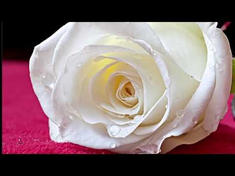 Yaktın Yüreğimi Şiir