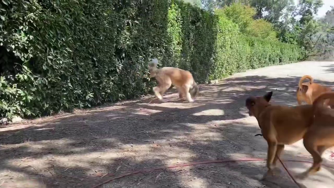 Henry is back with Grant Noble and The Noble Dogs - YouTube