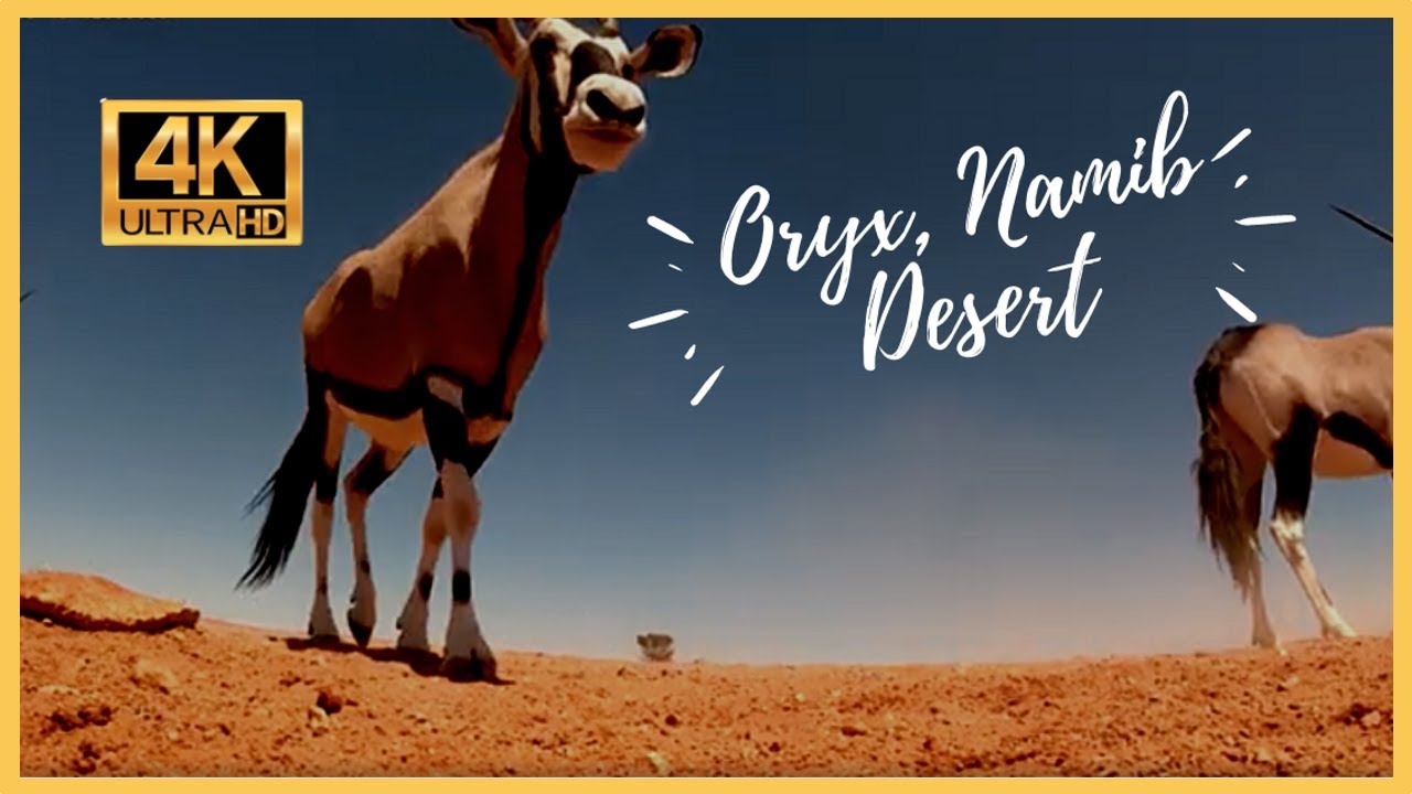 Gemsbok oryx in the Namib Desert with original sound #oryx #gemsbok # ...