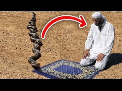 Namaz Kılarken Bir Adama Yılan Saldırdı, Bakın Ne Yaptı ?