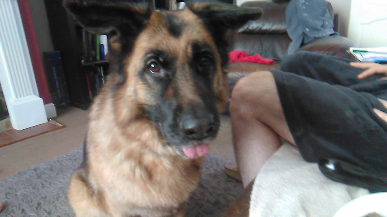 How to ask for toast the German Shepherd way! - YouTube